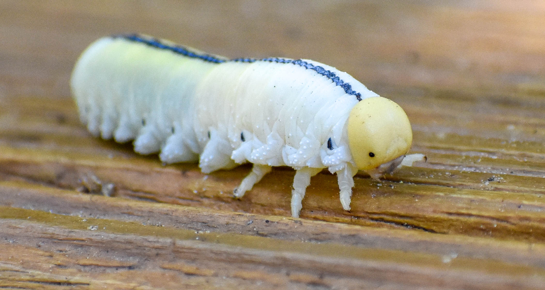 Hiking (and Learning About Bugs) at Buescher State Park – Texas Tourist