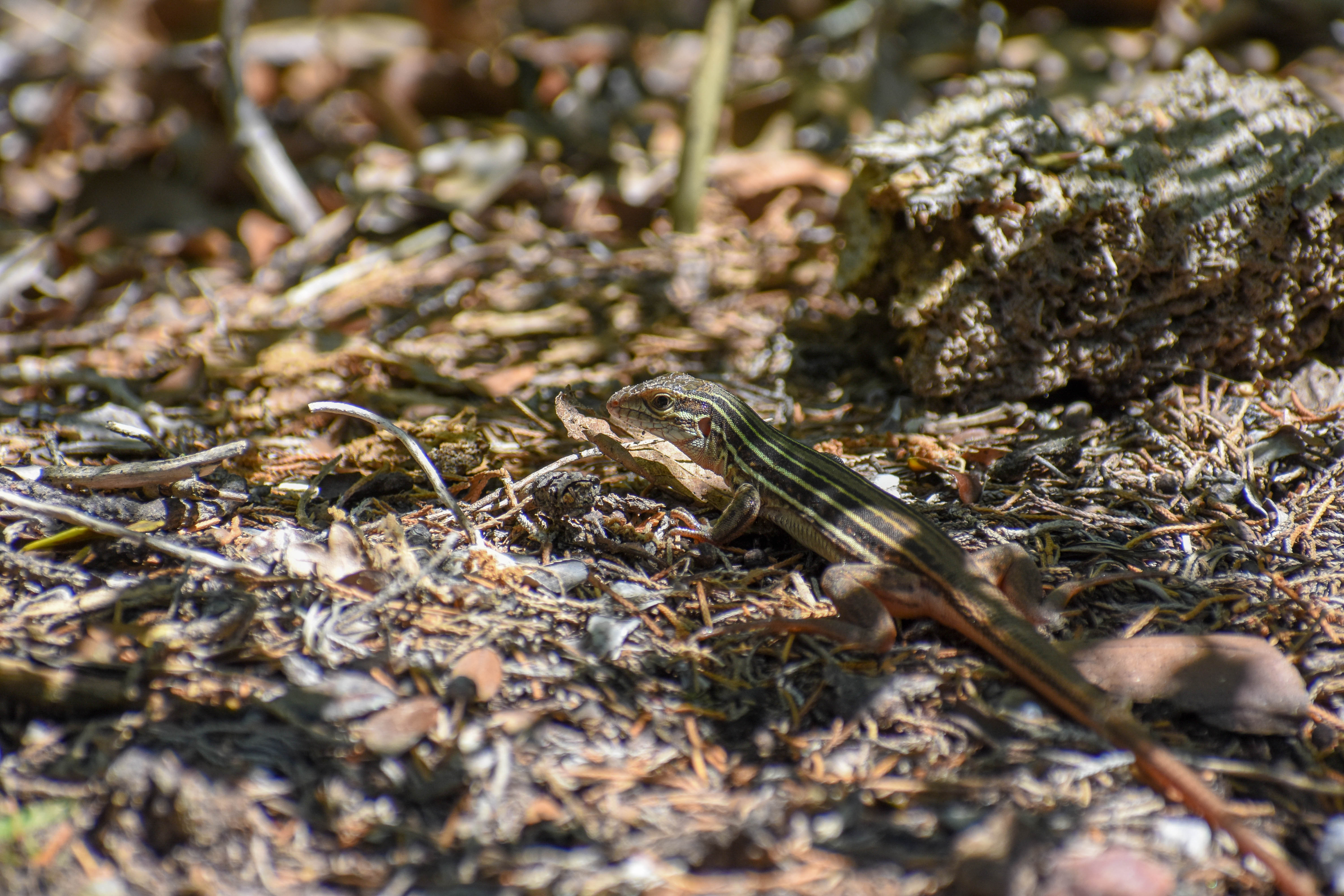 Hiking (and Learning About Bugs) at Buescher State Park – Texas Tourist