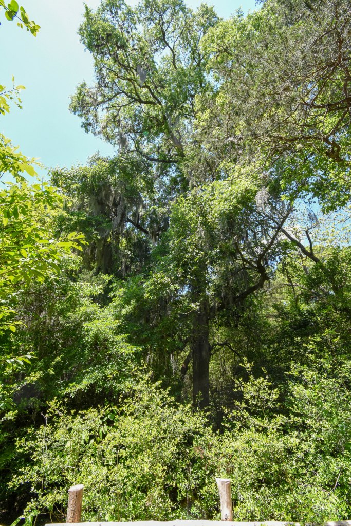Hiking (and Learning About Bugs) at Buescher State Park – Texas Tourist